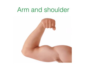 Arm+shoulder anatomy*** | PDF