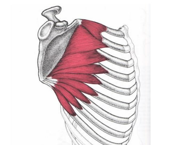 Arm+shoulder anatomy*** | PDF