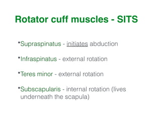 Arm+shoulder anatomy*** | PPT | Free Download
