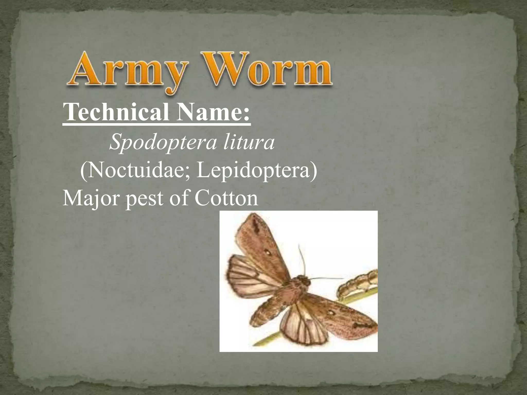 Army worm | PPTX