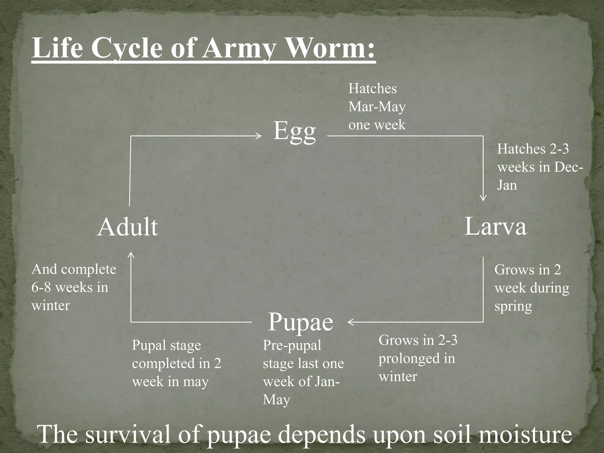 Army worm | PPTX