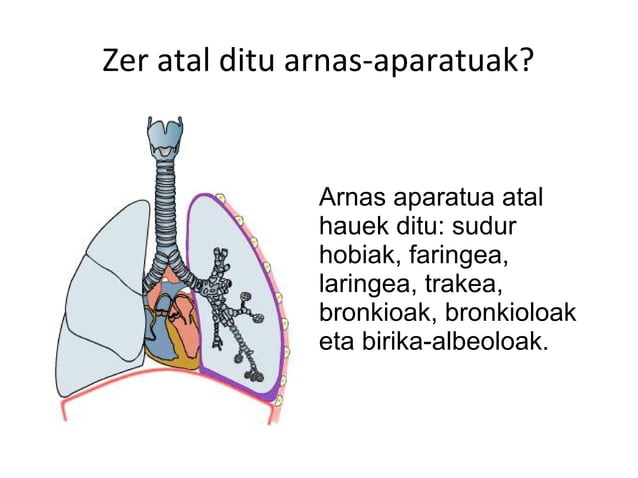 Arnas aparatua ainara | ODP