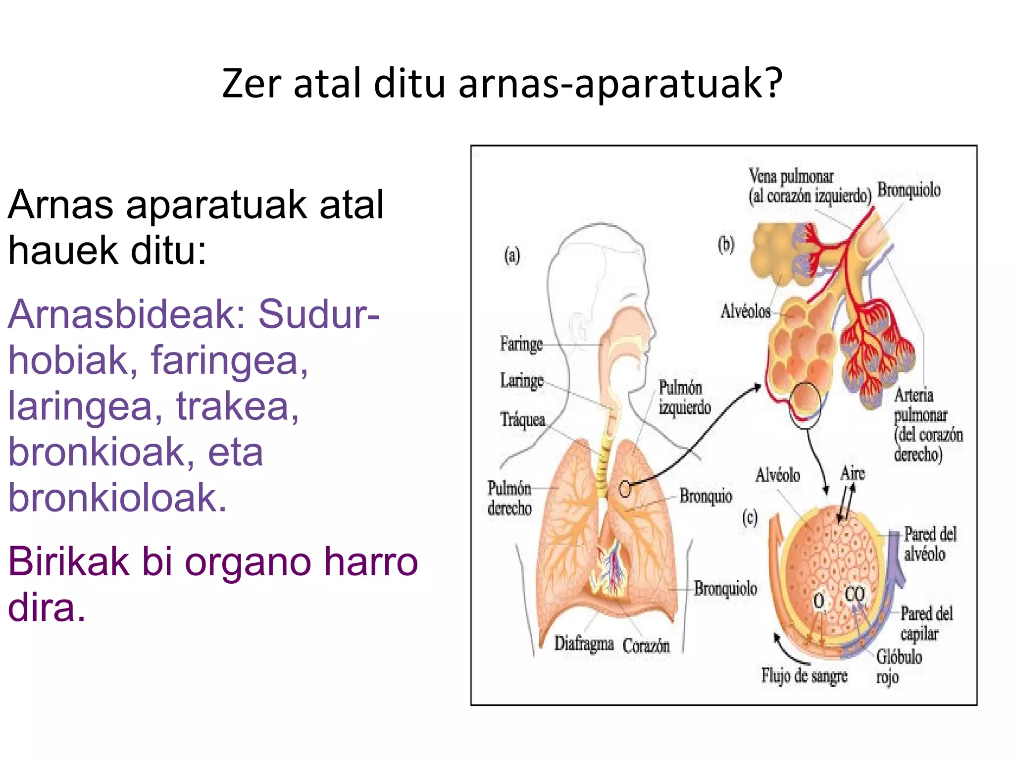 Arnas aparatua june | ODP