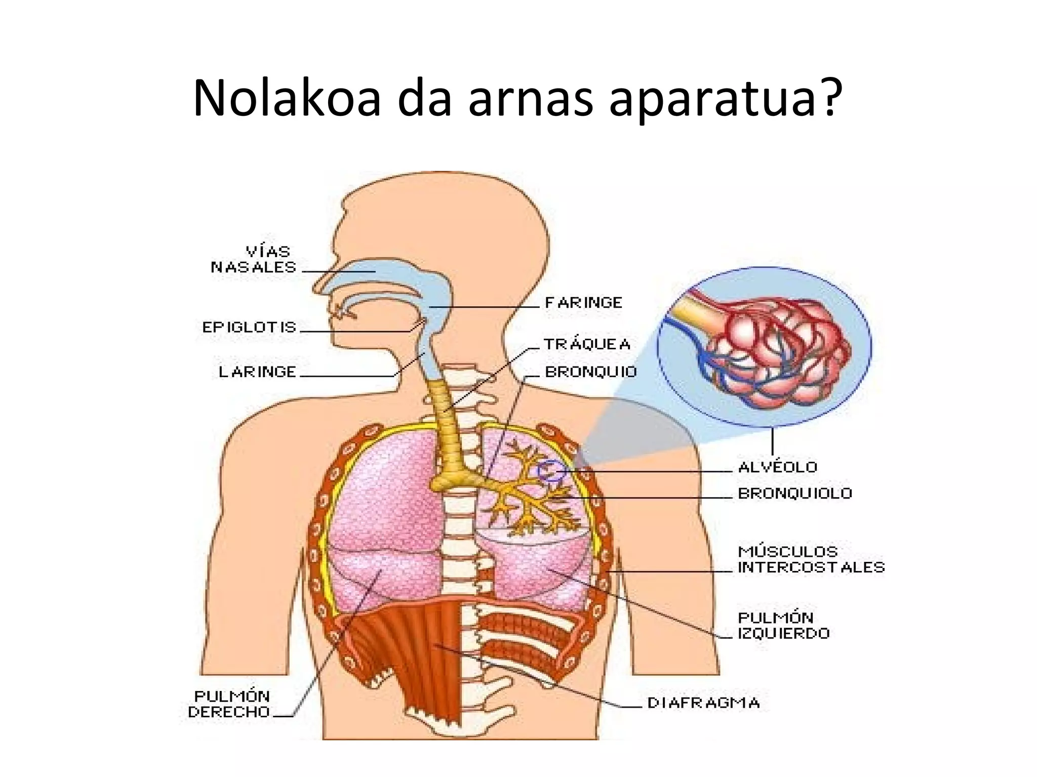 Arnas aparatua laia | ODP