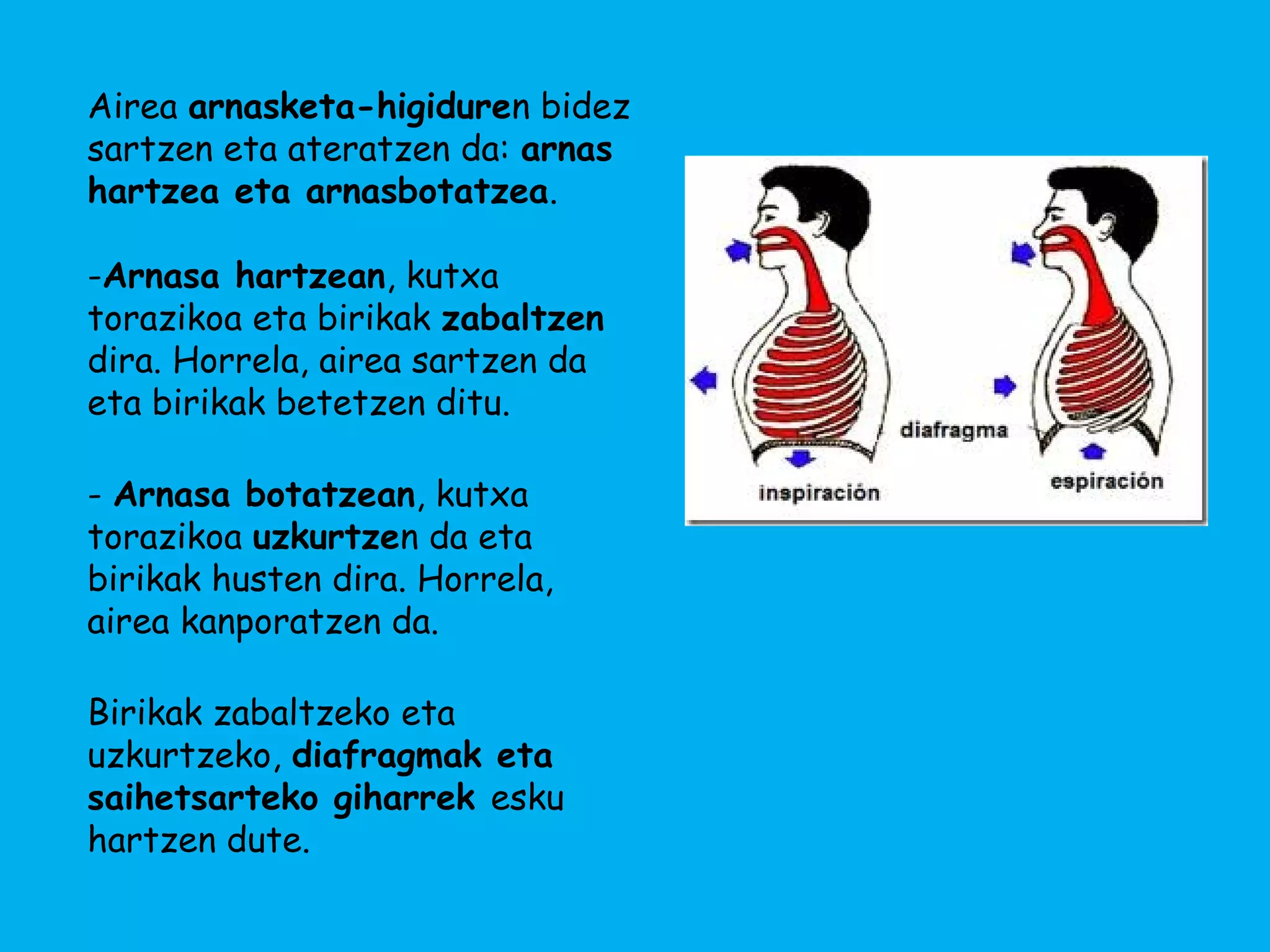 Arnasketa | PPT