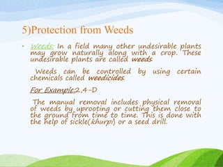 indian crop system | PPTX