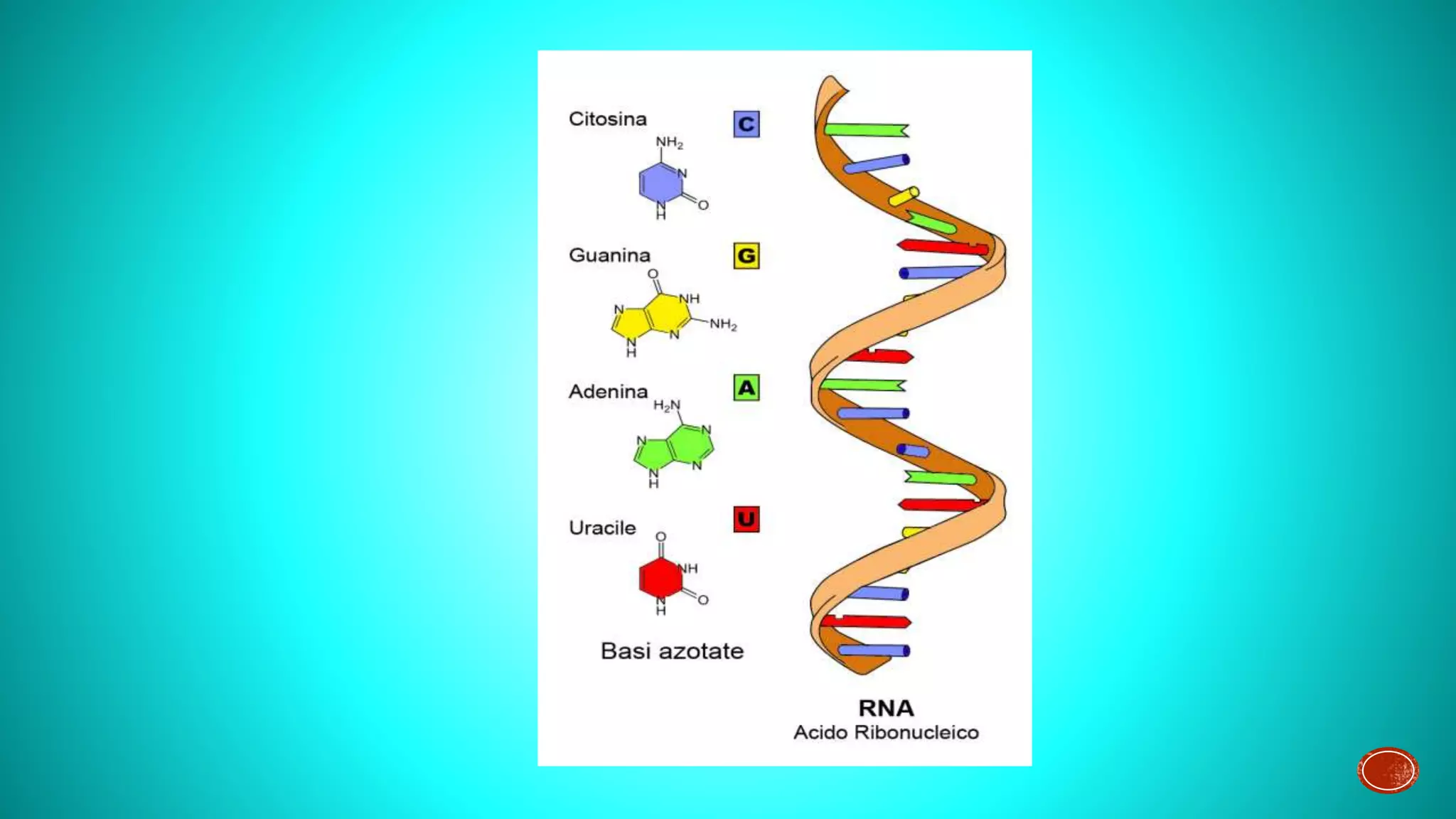 Arn (ácido ribonucleico) | PPT