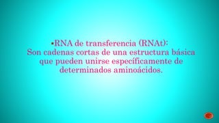 Arn (ácido ribonucleico) | PPTX