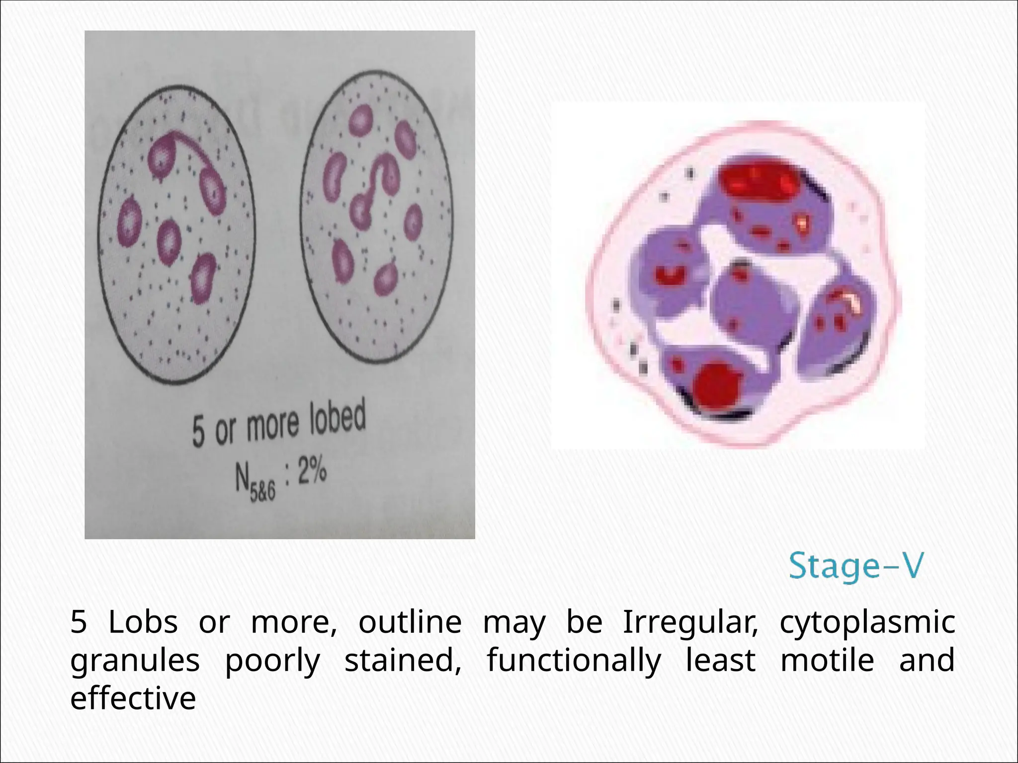 Arneth count Demonstration hematology presentation | PPT