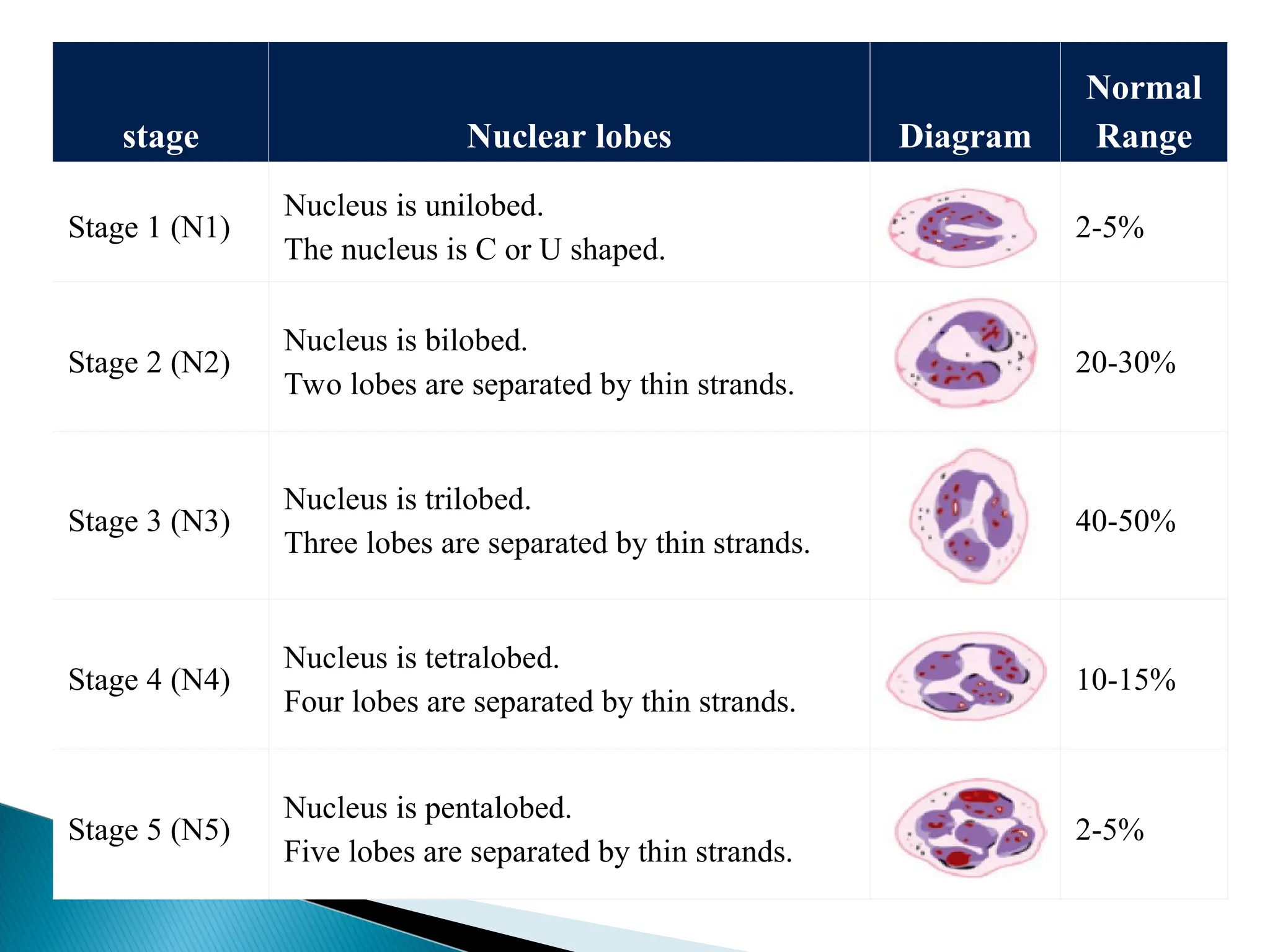 Arneth count Demonstration hematology presentation | PPT