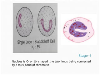 Arneth count Demonstration hematology presentation | PPT