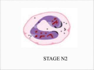 Arneth count Demonstration hematology presentation | PPT