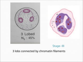 Arneth count Demonstration hematology presentation | PPT