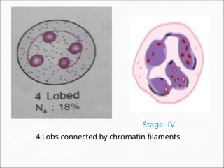 Arneth count Demonstration hematology presentation | PPT