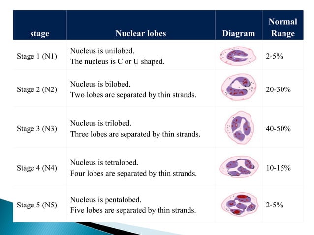 Arneth count Demonstration hematology presentation | PPT