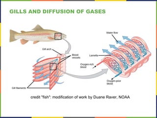 ARNIE-REPORT-ZOOLOGY.pptx