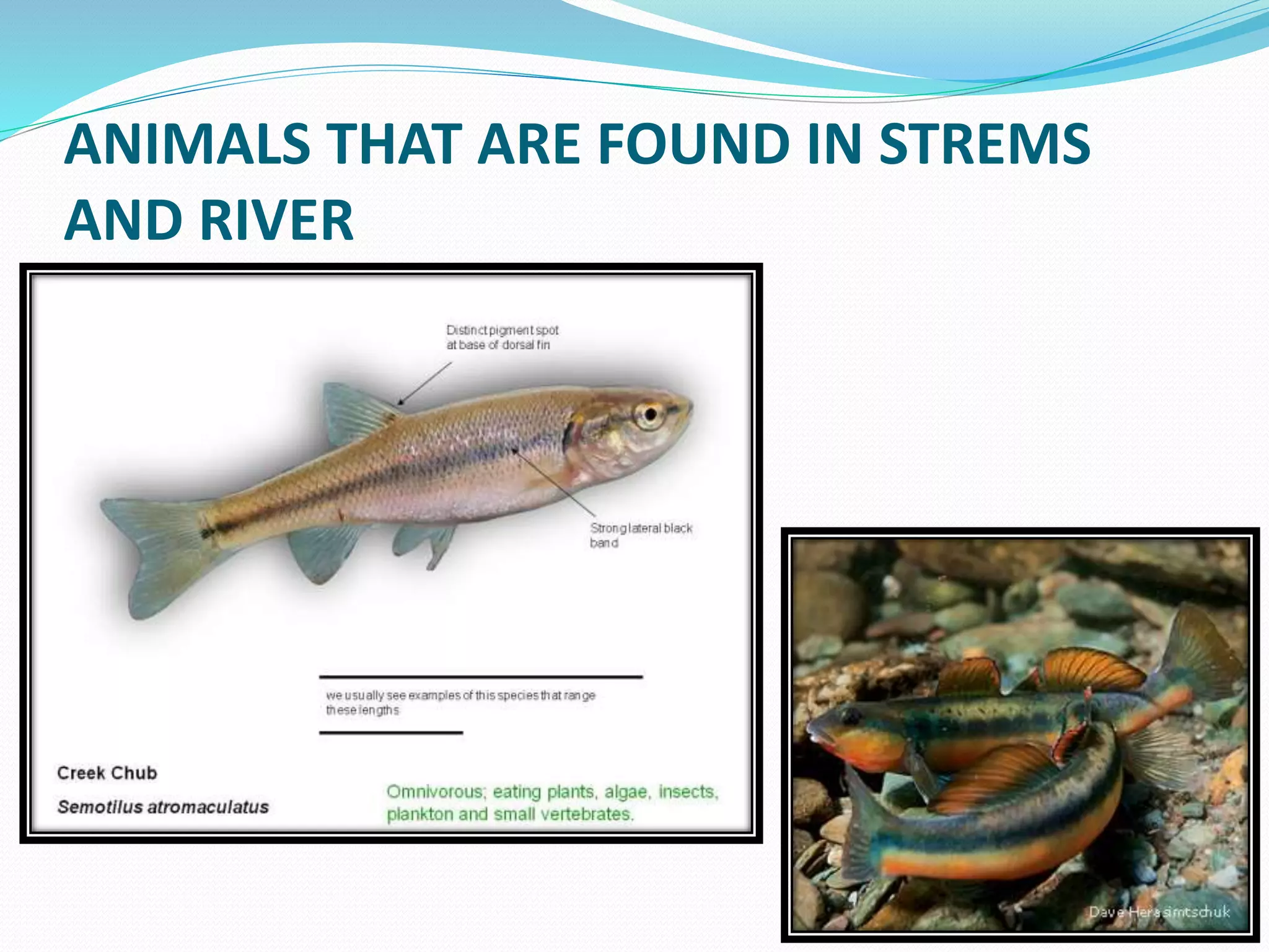 STRATIFICATION OF FRESHWATER ECOSYSTEMSTRATIFICATION OF FRESHWATER ...