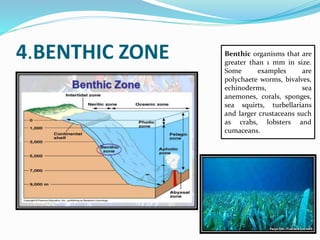 STRATIFICATION OF FRESHWATER ECOSYSTEMSTRATIFICATION OF FRESHWATER ...