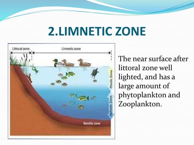 STRATIFICATION OF FRESHWATER ECOSYSTEMSTRATIFICATION OF FRESHWATER ...