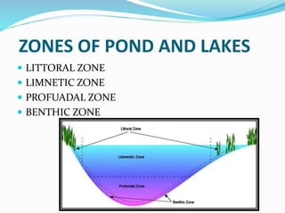 Freshwater Lake Diagram