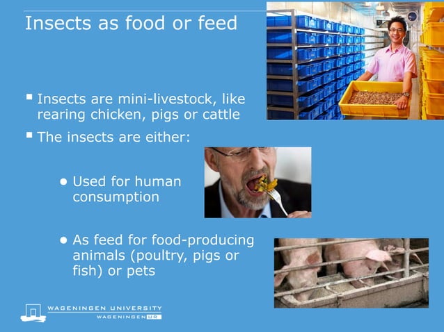 Farming insects as food and feed - Arnold van Huis, Wageningen ...