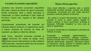 AROMATERAPIE.pptx