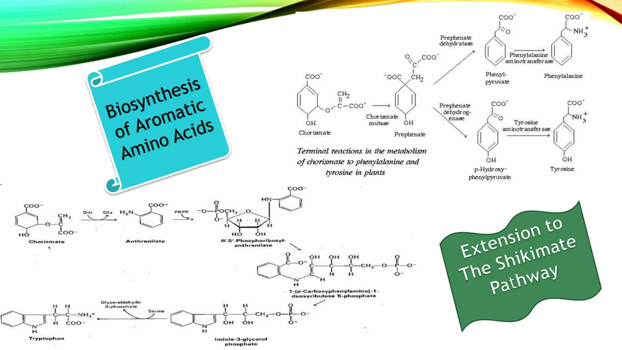 Aromatic amino acids in brief | PPTX