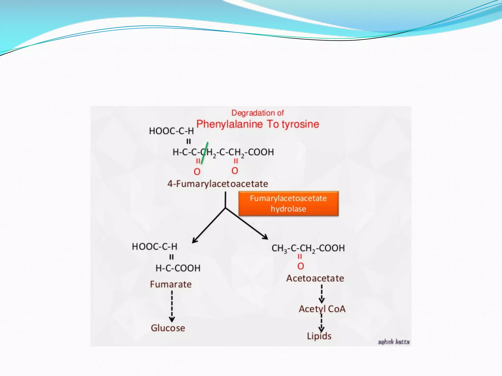 Aromatic amino acids | PDF