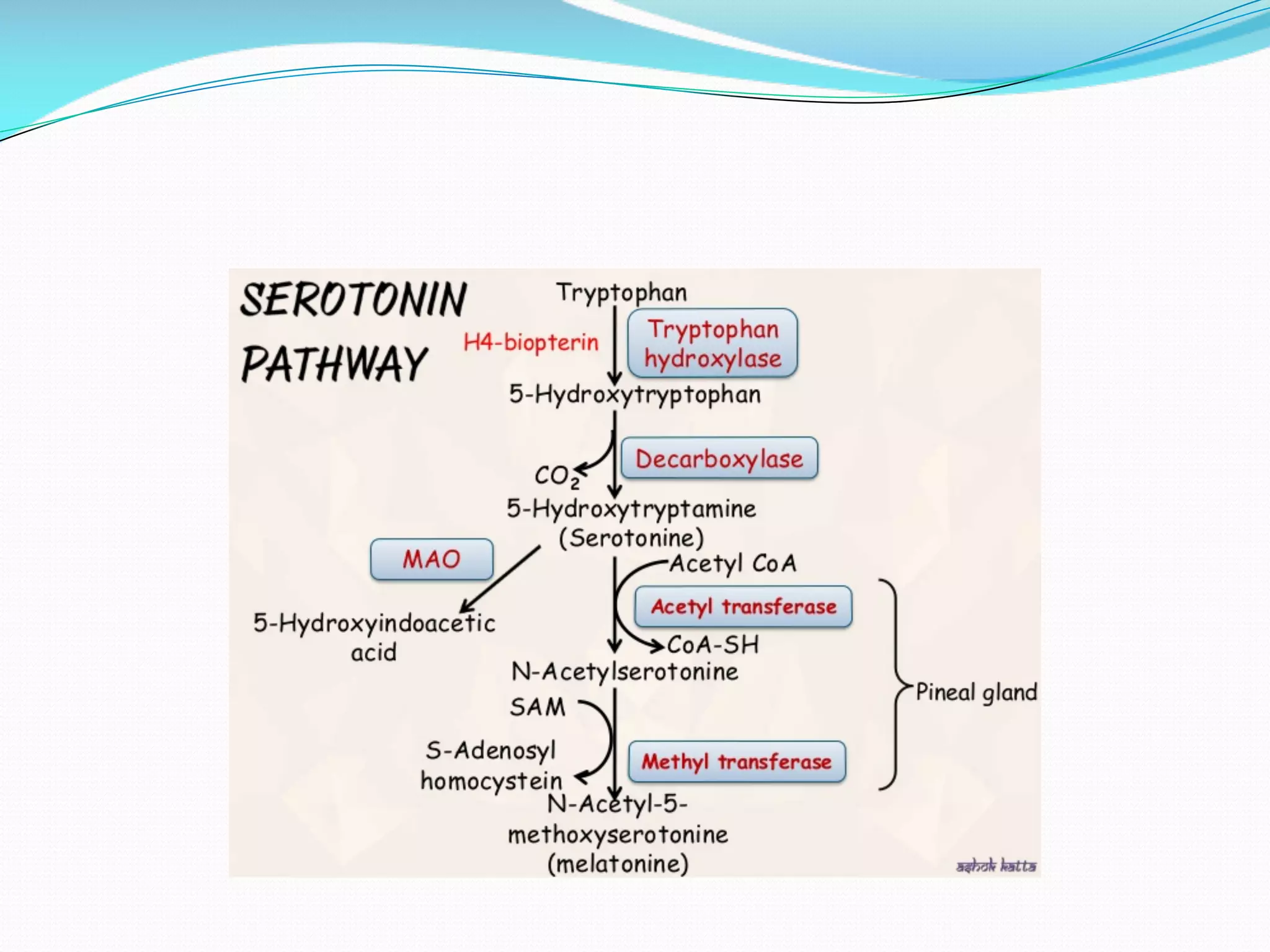 Aromatic amino acids | PDF