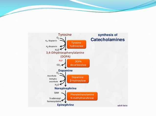 Aromatic amino acids | PDF