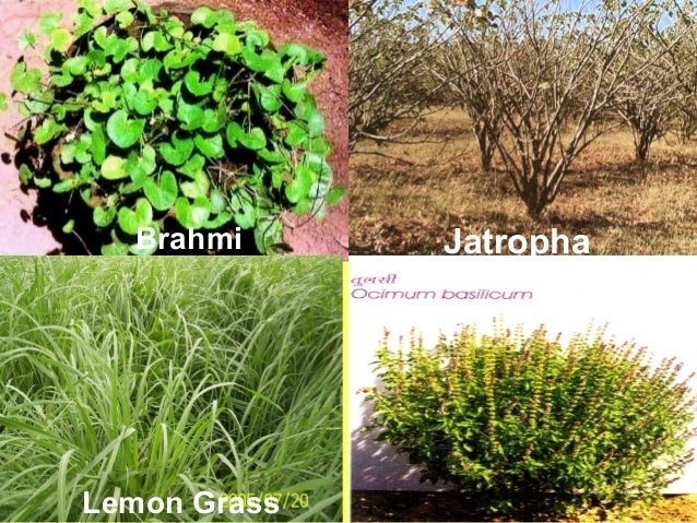 Aromatic and medicinal plants in bihar potential and