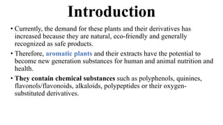 Aromatic plants (1) (2).pptx