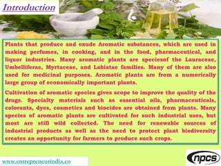 Aromatic Plants Cultivation and Utilization | PPTX