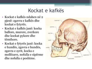 Skeleti yne Aron Mane shkolla"Albanet"klasa VII | PPT