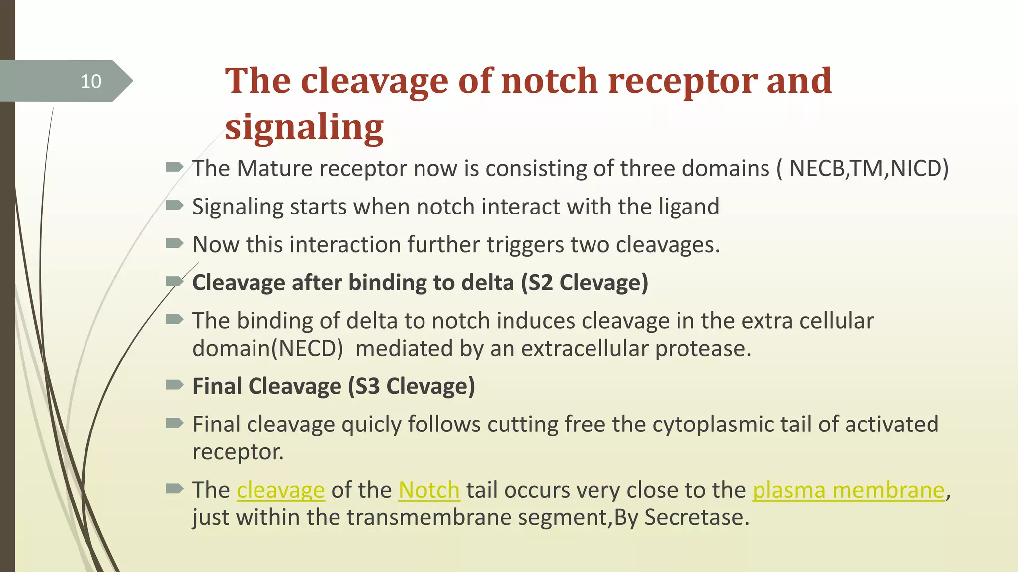 Notch signaling pathway | PPTX