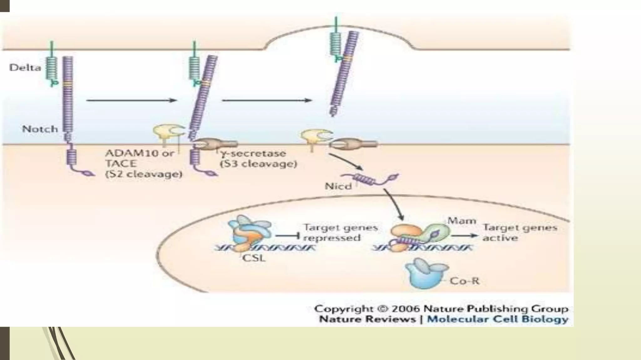 Notch signaling pathway | PPTX
