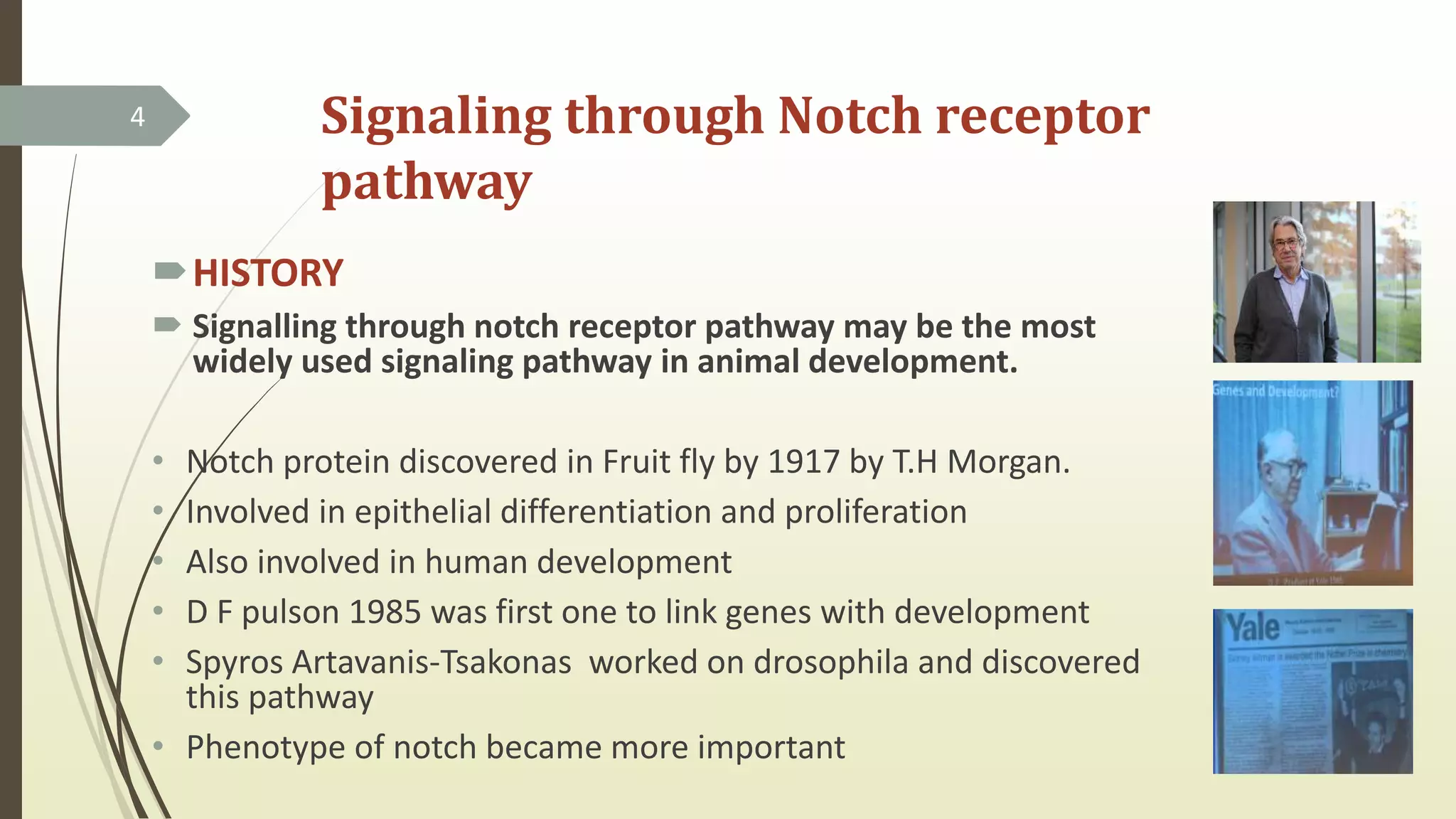Notch signaling pathway | PPTX