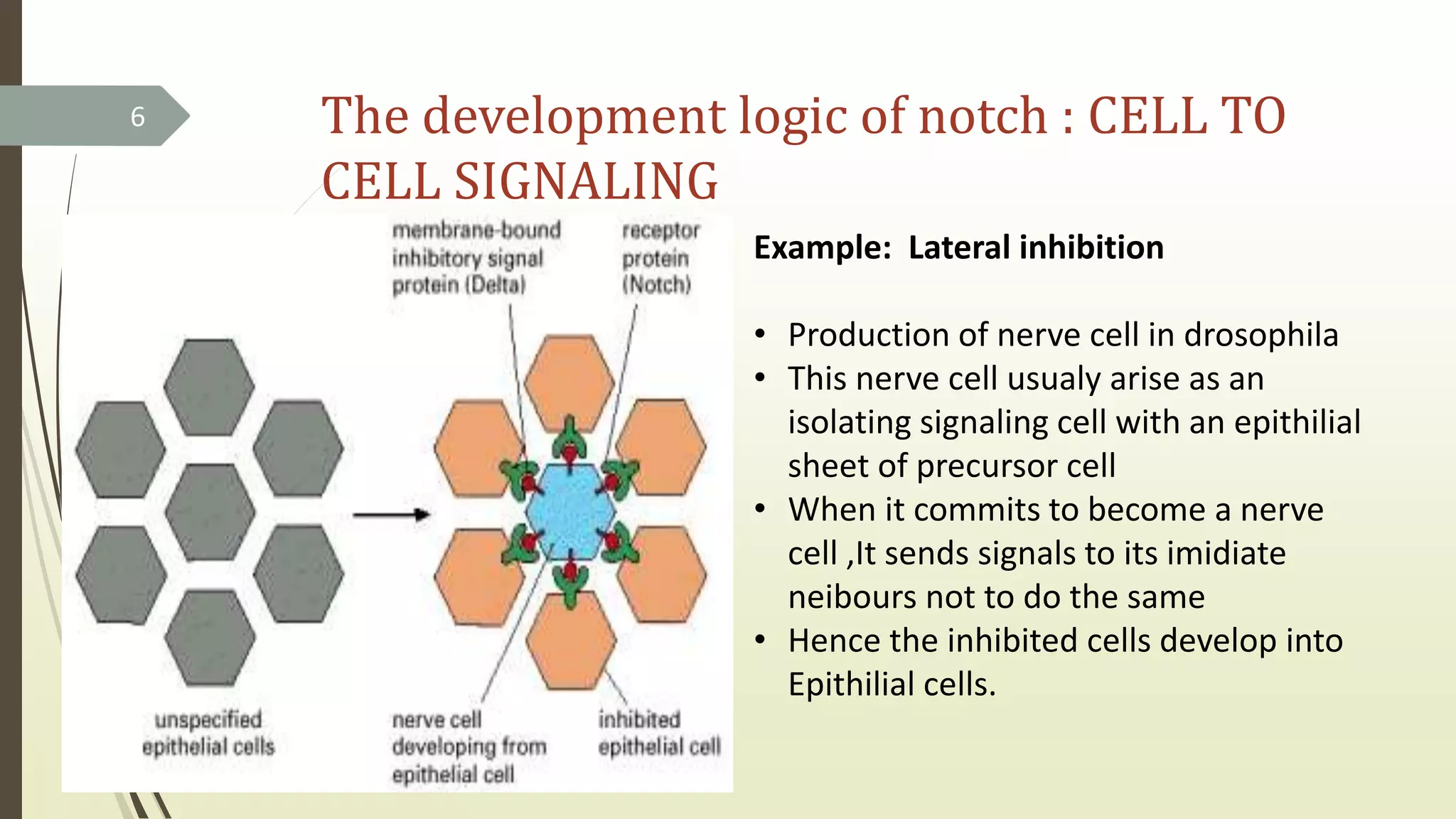 Notch signaling pathway | PPTX