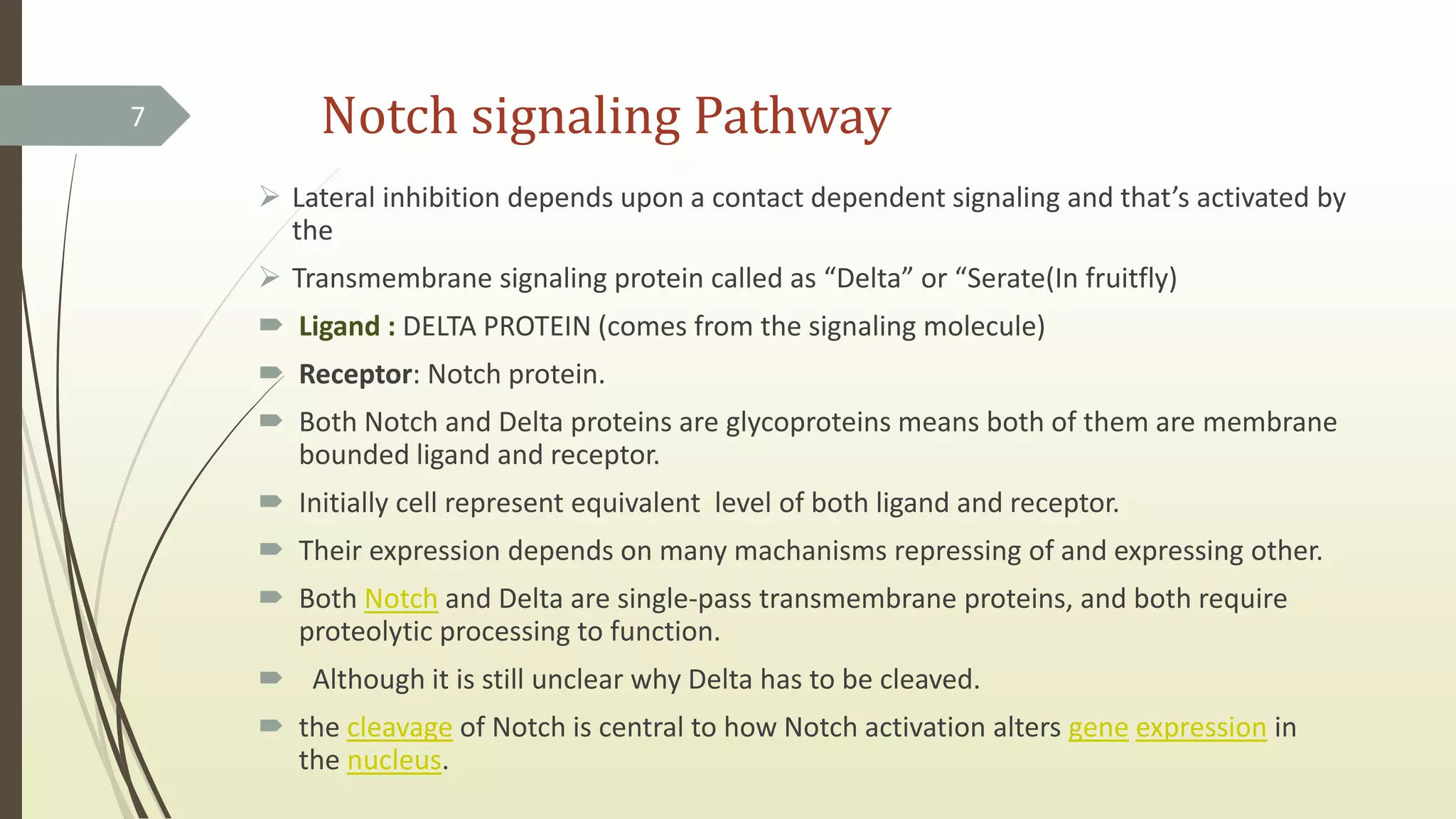 Notch signaling pathway | PPTX