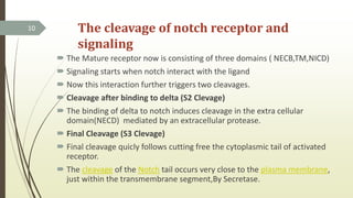 Notch signaling pathway | PPTX