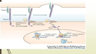 Notch signaling pathway | PPTX