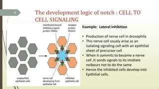 Notch signaling pathway | PPTX