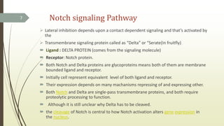 Notch signaling pathway | PPTX
