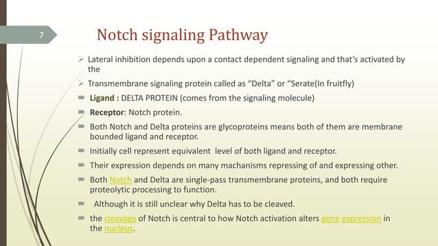 Notch signaling pathway | PPTX
