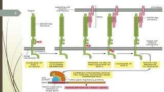Notch signaling pathway | PPTX