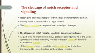 Notch signaling pathway | PPTX