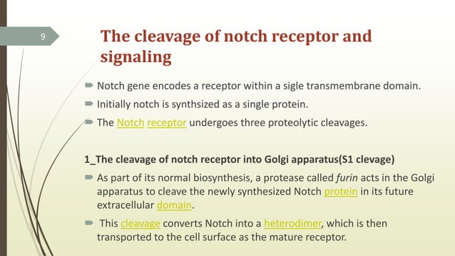 Notch signaling pathway | PPTX
