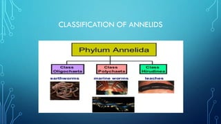 classification of annelida and explaination of ploycheath | PPT
