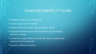 classification of annelida and explaination of ploycheath | PPT