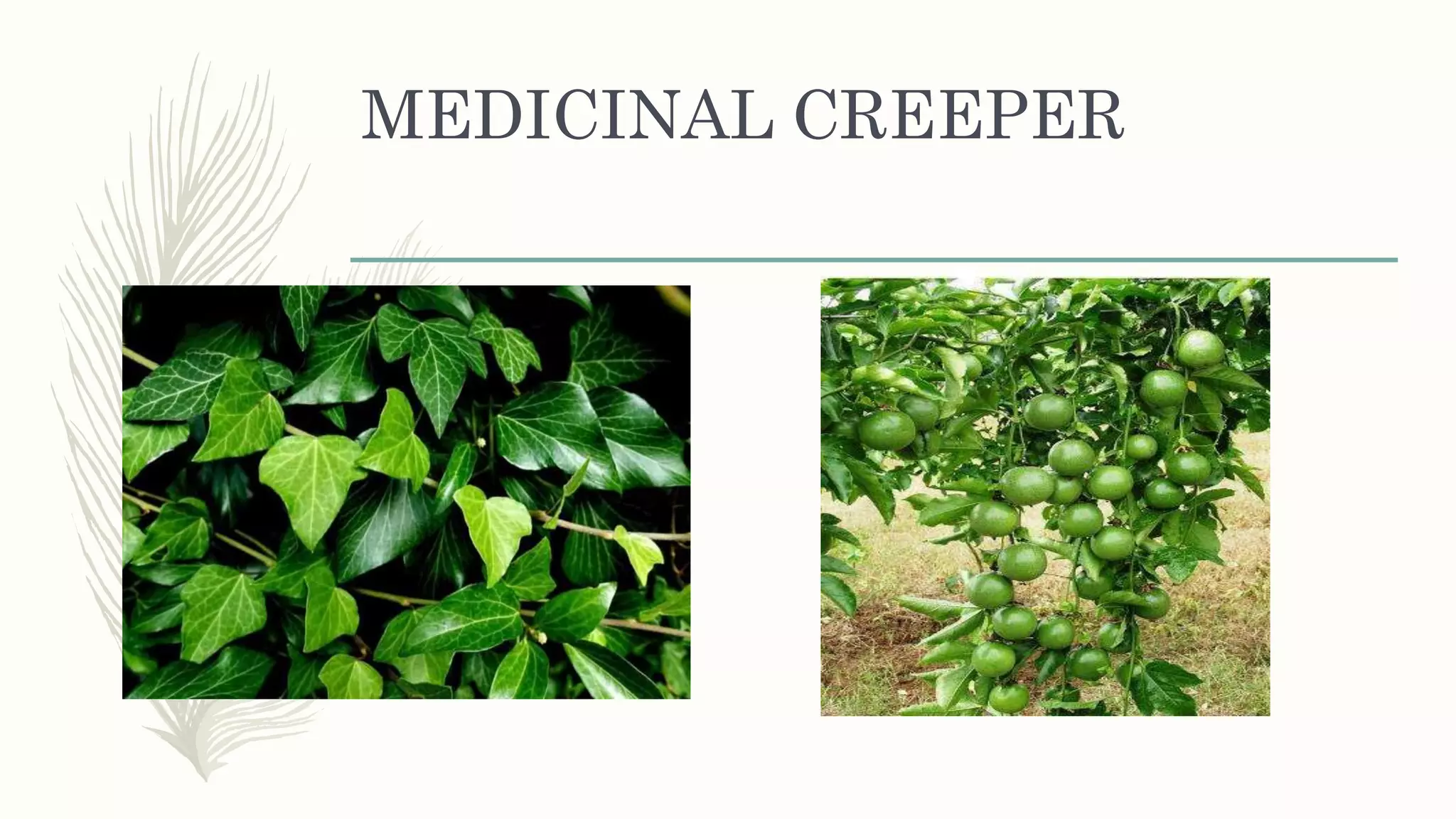 Around a medicinal creeper 2.pptx